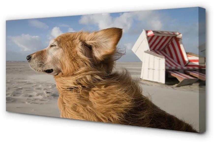 Obrazy na plátně Hnědý pes beach 125x50 cm