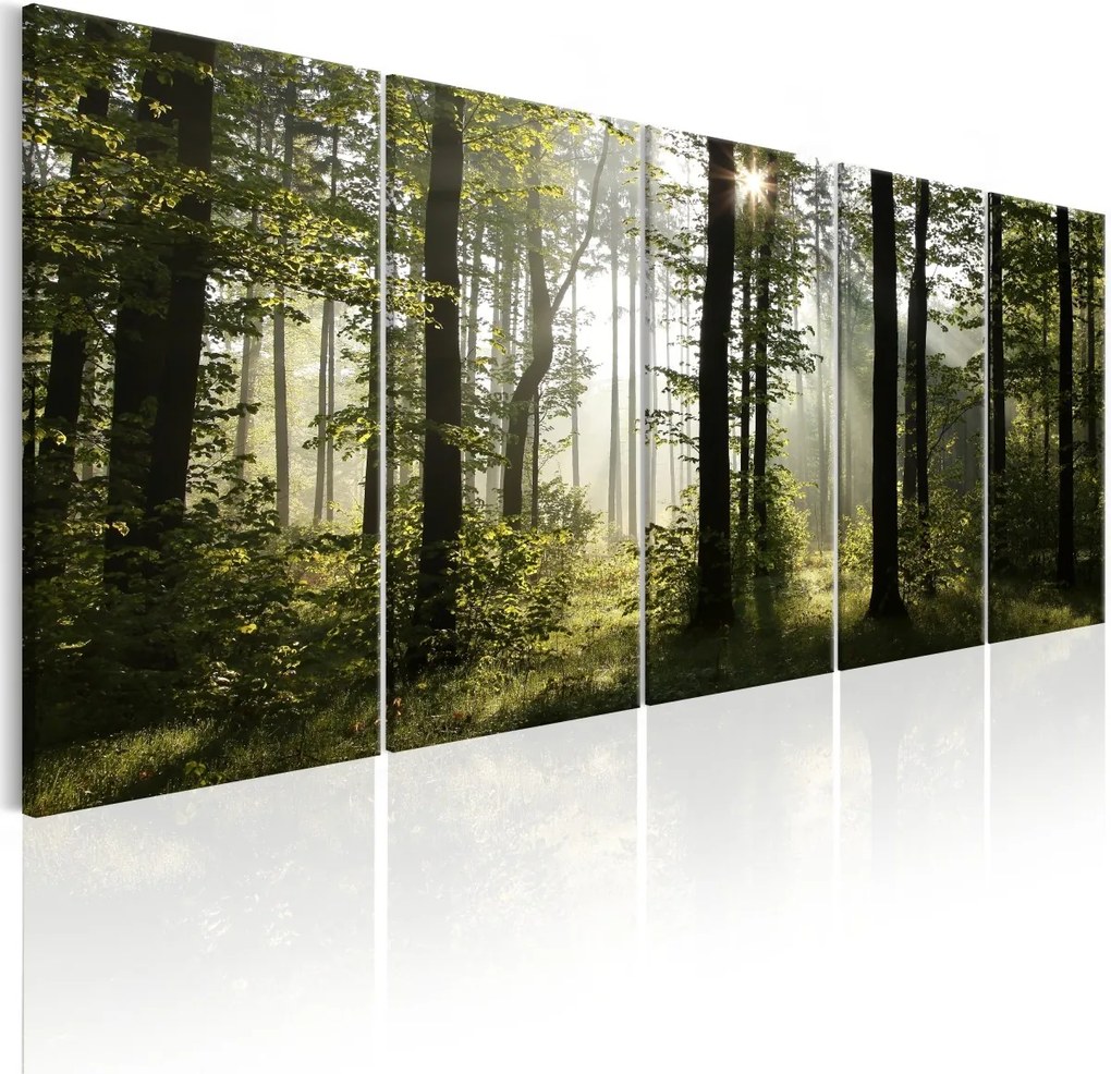 Pětidílné obrazy na stěnu - ráno v lese (150x60 cm) - Murando DeLuxe