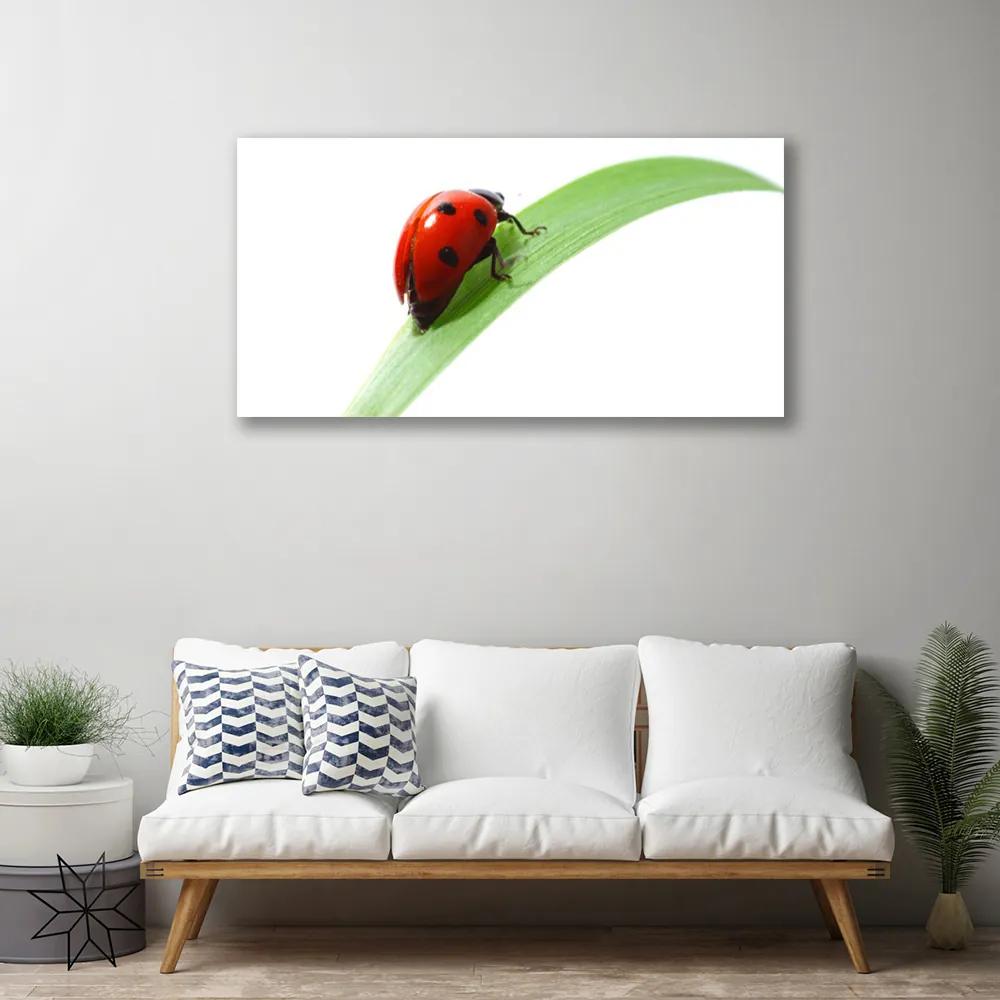 Obraz na plátně Beruška List Příroda 125x50 cm
