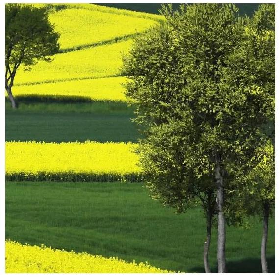 Obraz zelené krajiny (30x30 cm), 40 dalších rozměrů