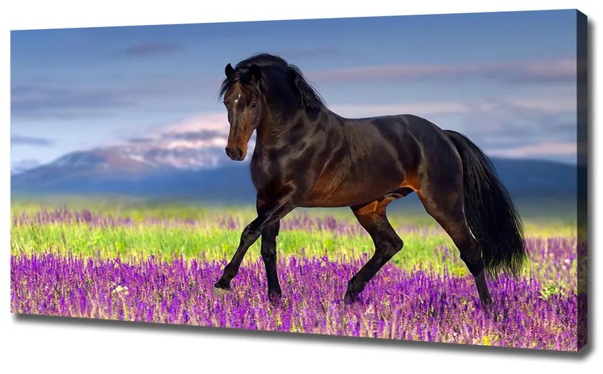 Wallmuralia Foto obraz na plátně do obýváku Kůň na poli levandule 120x60 cm