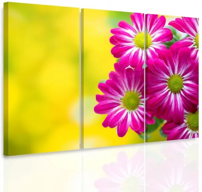 Vícedílný obraz - Chryzantémy (90x60 cm) - InSmile ®