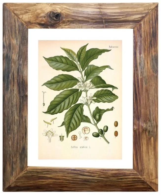 Obrázek rostlina káva A4 (210 x 297 mm): 210 x 297 mm