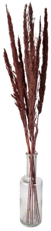 Sušené květy Hnědé 100 cm (10) – 100 cm