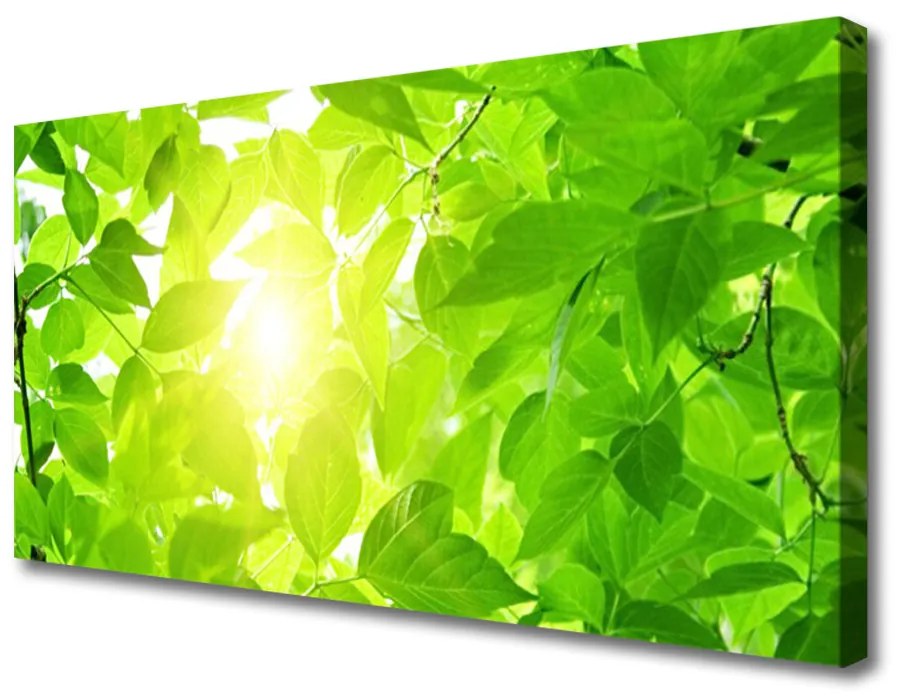 Obraz na plátně Listy Příroda Slunce Rostlina 120x60 cm