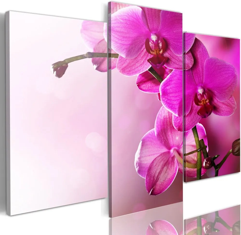 Obraz na plátně Bimago - Tmavě růžová orchidea 60x50 cm