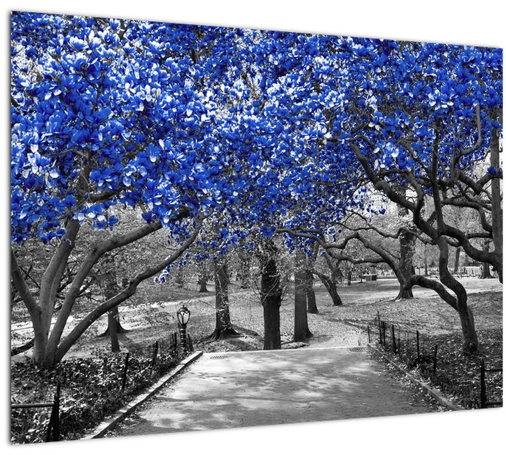 Skleněný obraz - Modré stromy, Central Park, New York (70x50 cm)