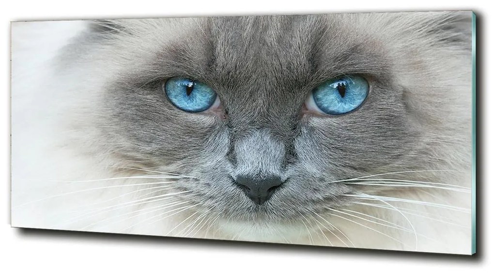 Moderní skleněný obraz z fotografie Kočka modré oči