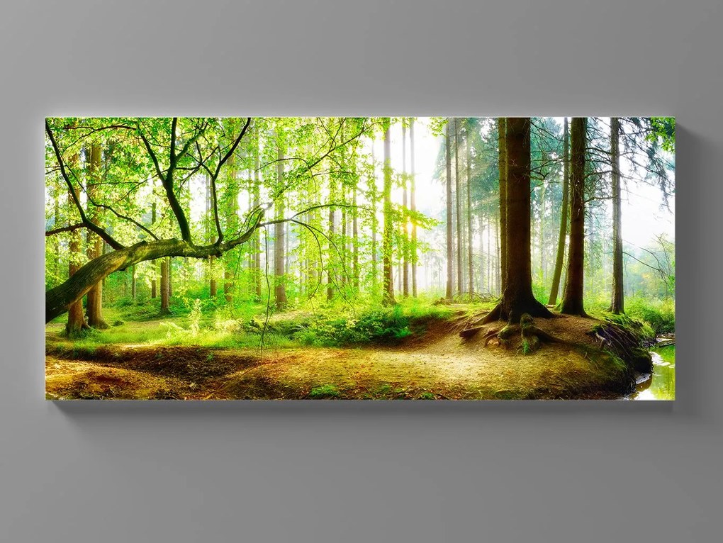 XXL obraz les v paprscích slunce Rozměr: 200 x 100 cm