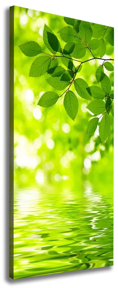 Wallmuralia Foto obraz na plátně Zelené listí 50x125 cm