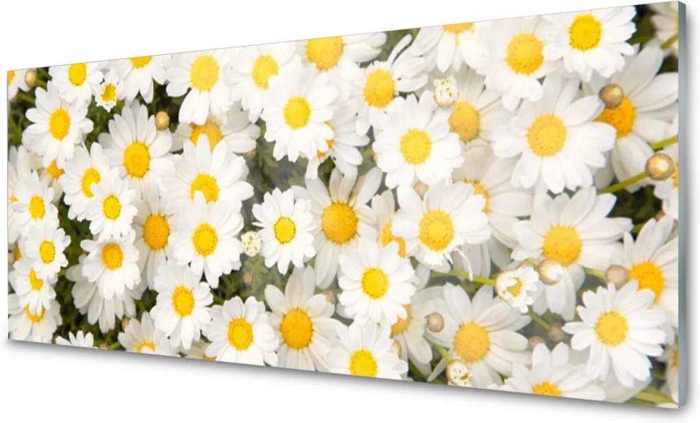 Plexisklo obraz Skleněný Sedmikrásky Květiny