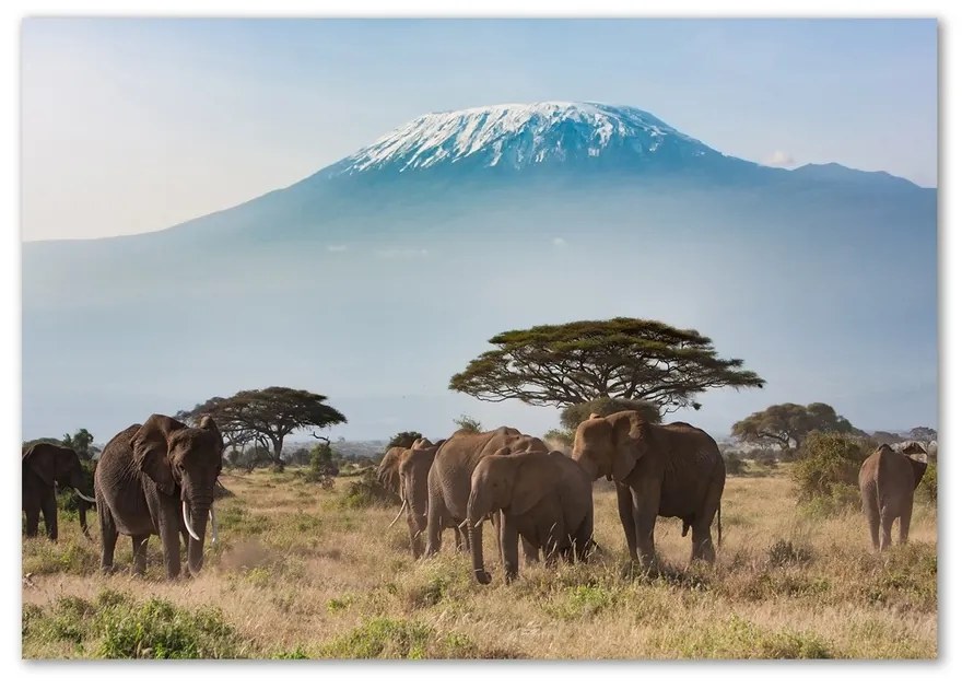 Wallmuralia Foto obraz akrylové sklo Sloni Kilimandžaro 100x70