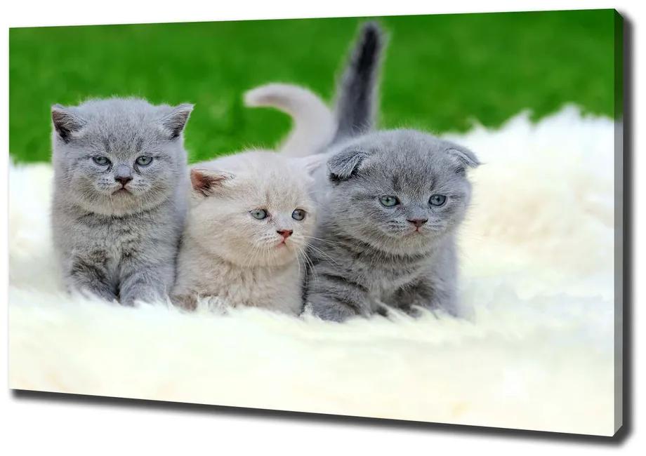 Wallmuralia Foto obraz na plátně Tři kočky na dece 100x70 cm