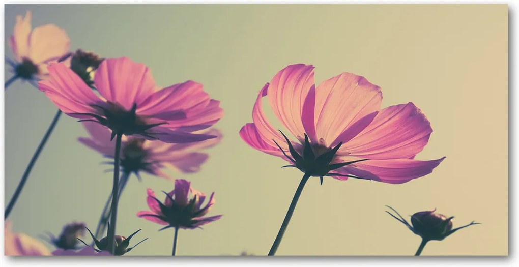 Moderní akrylový fotoobraz Růžové květiny