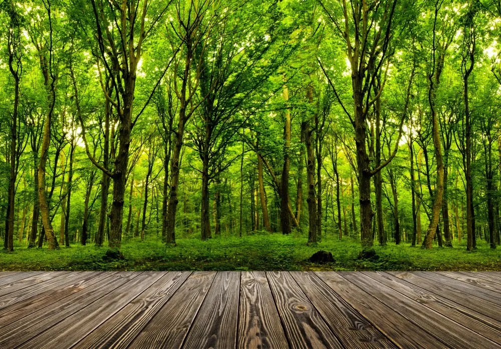 Fototapeta Vstupte Do Temně Zeleného Lesa Hladký vinyl 360x240