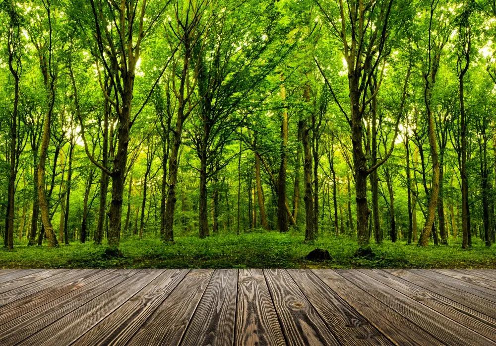 Fototapeta Vstupte Do Temně Zeleného Lesa Samolepící tapety 90x60