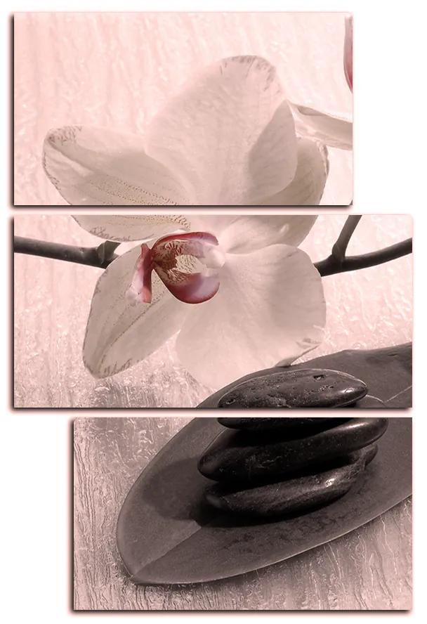 Obraz na plátně - Květy orchideje - obdélník 762FC (120x80 cm)
