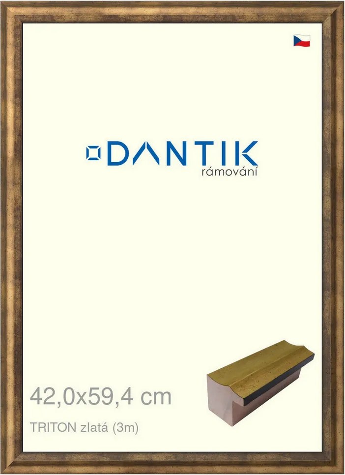 DANTIK rámeček 42x59,4 | TRITON zlatá (Plexi Čiré)