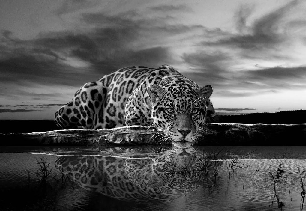 Fototapeta - Plíživý Jaguar v černobílé (152,5x104 cm)