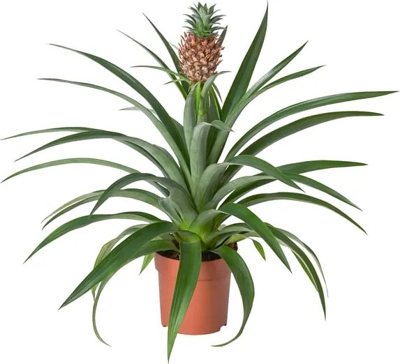 ANANAS Rostlina, Pineapple, 12 cm