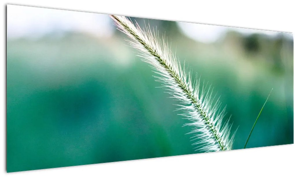Obraz stébla trávy (145x58 cm), 40 dalších rozměrů