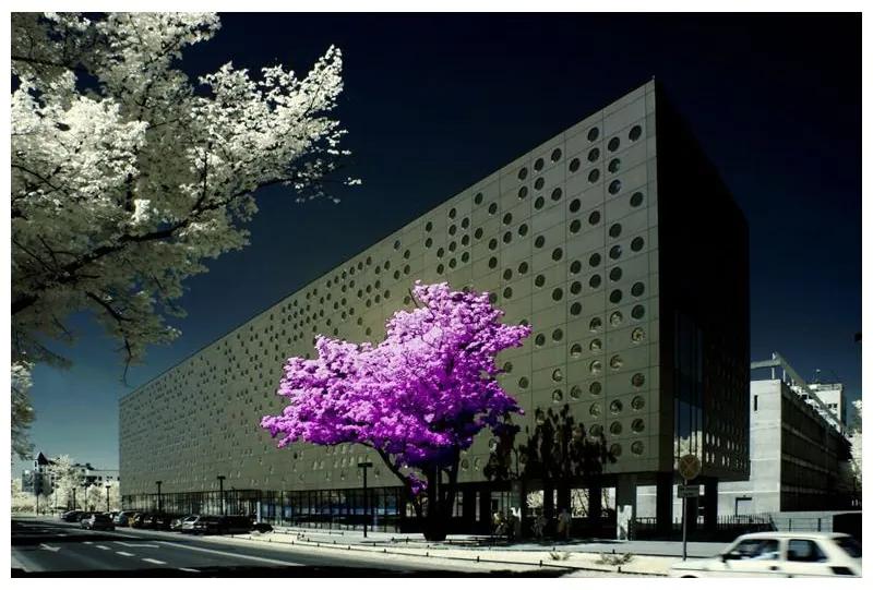 Moderní obraz fialového stromu (90x60 cm), 40 dalších rozměrů