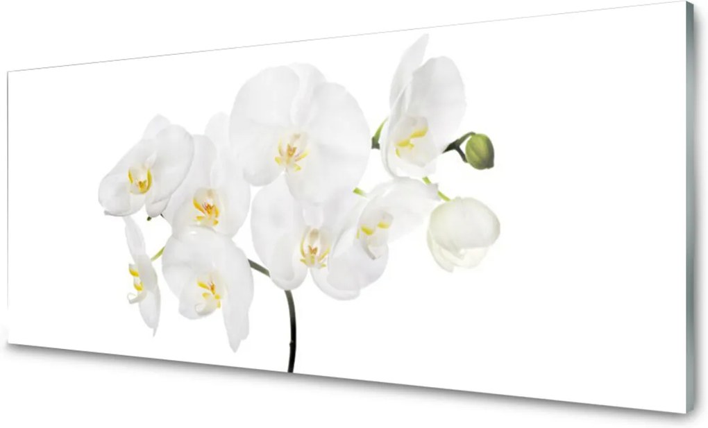 Plexisklo obraz Bílá Orchidej Květiny