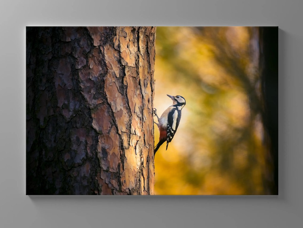 Obraz strakapoud na stromě Rozměr: 100 x 65 cm
