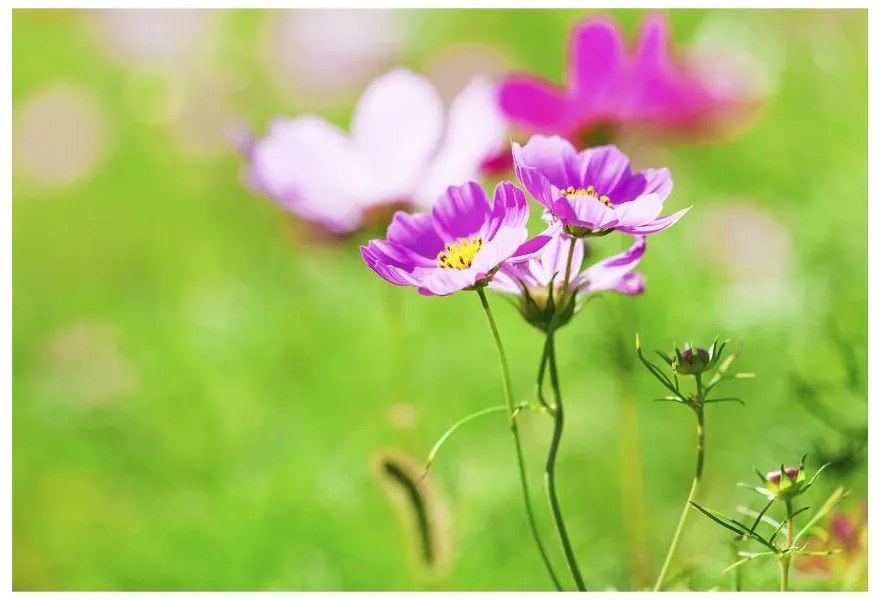 Fototapeta Cosmos Purple 104x70