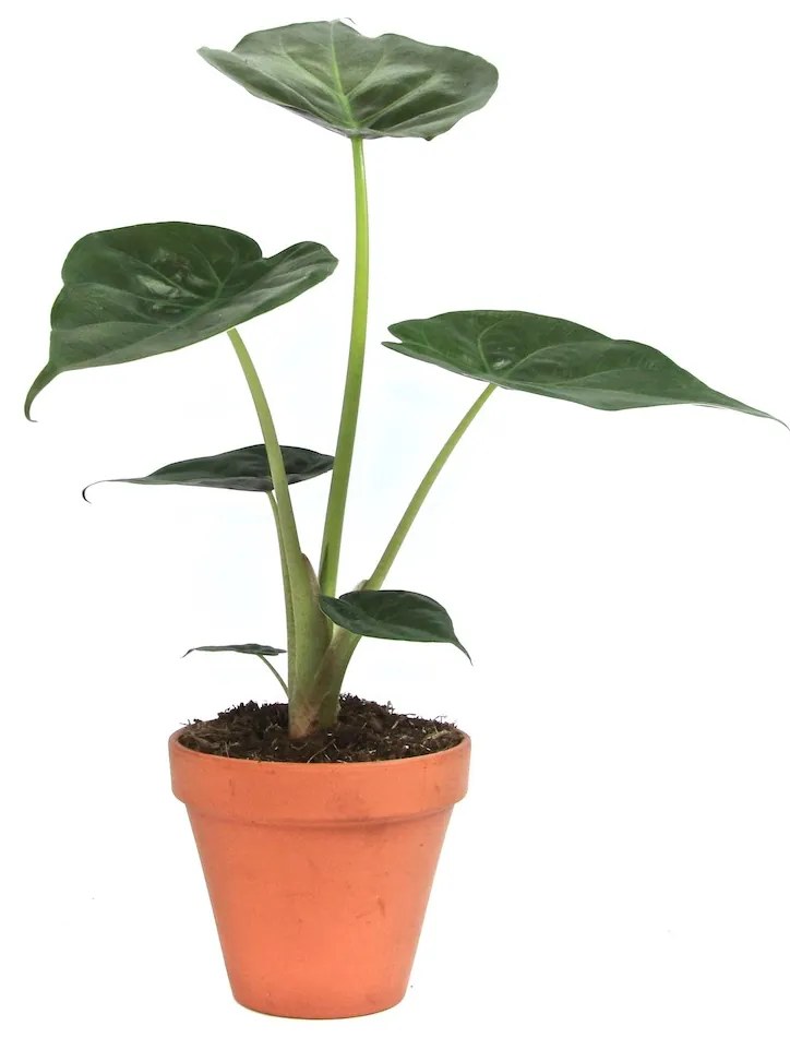 Alocasia Wentii, průměr 12 cm Alokázie