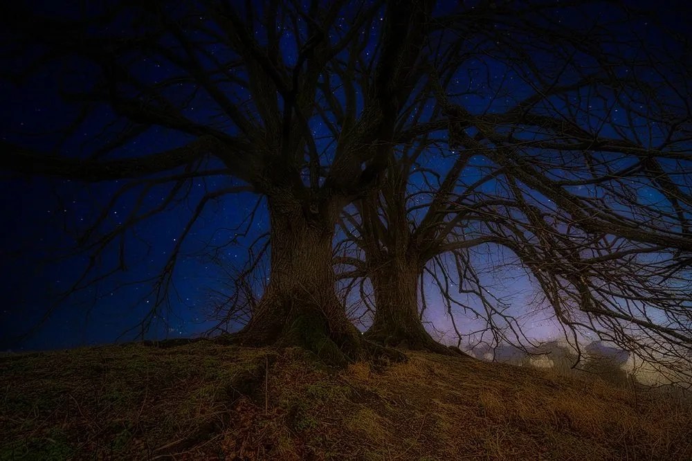 Samolepící tapeta stromy v noční krajině - 300x200 cm