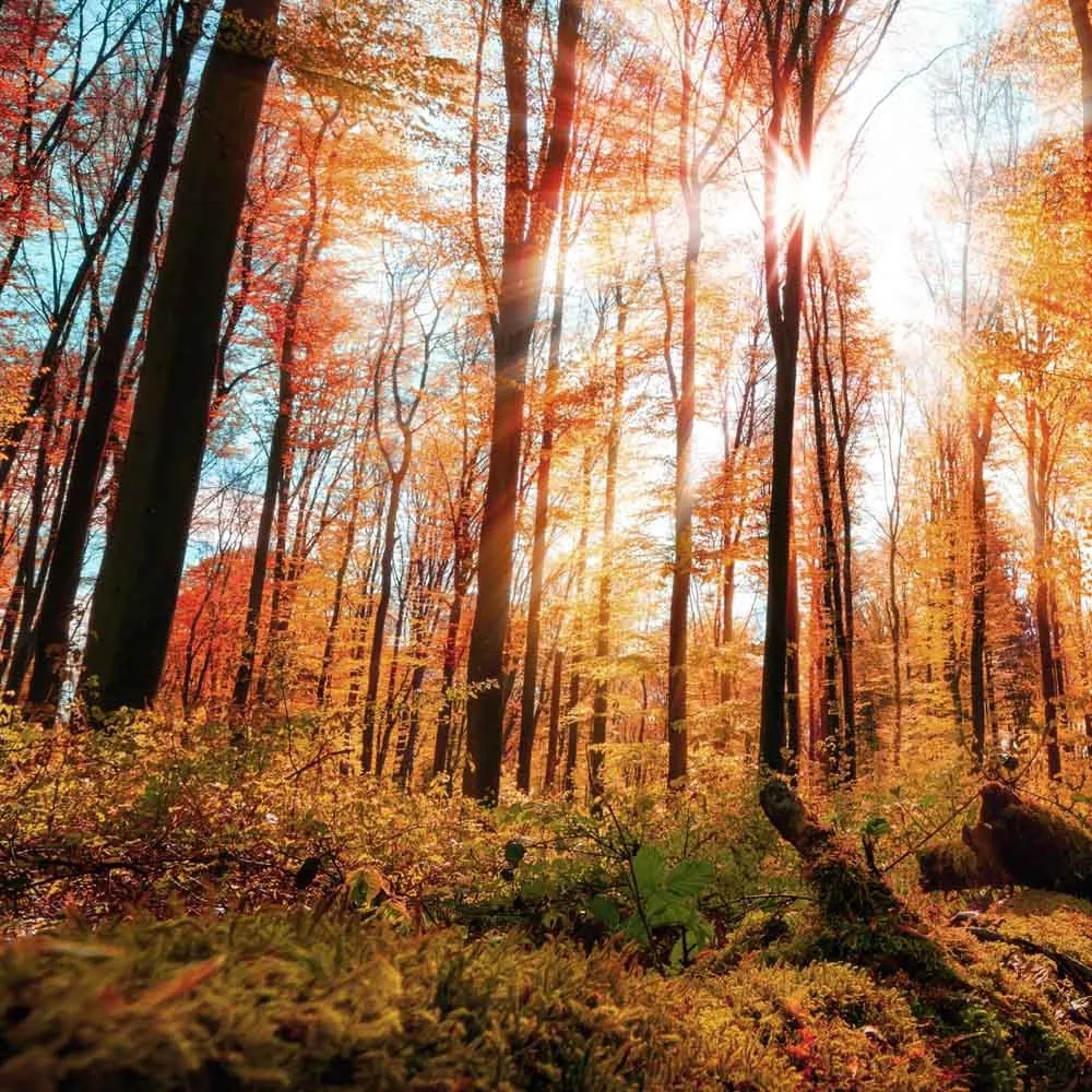 Obraz podzimní slunce Velikost (šířka x výška): 120x80 cm