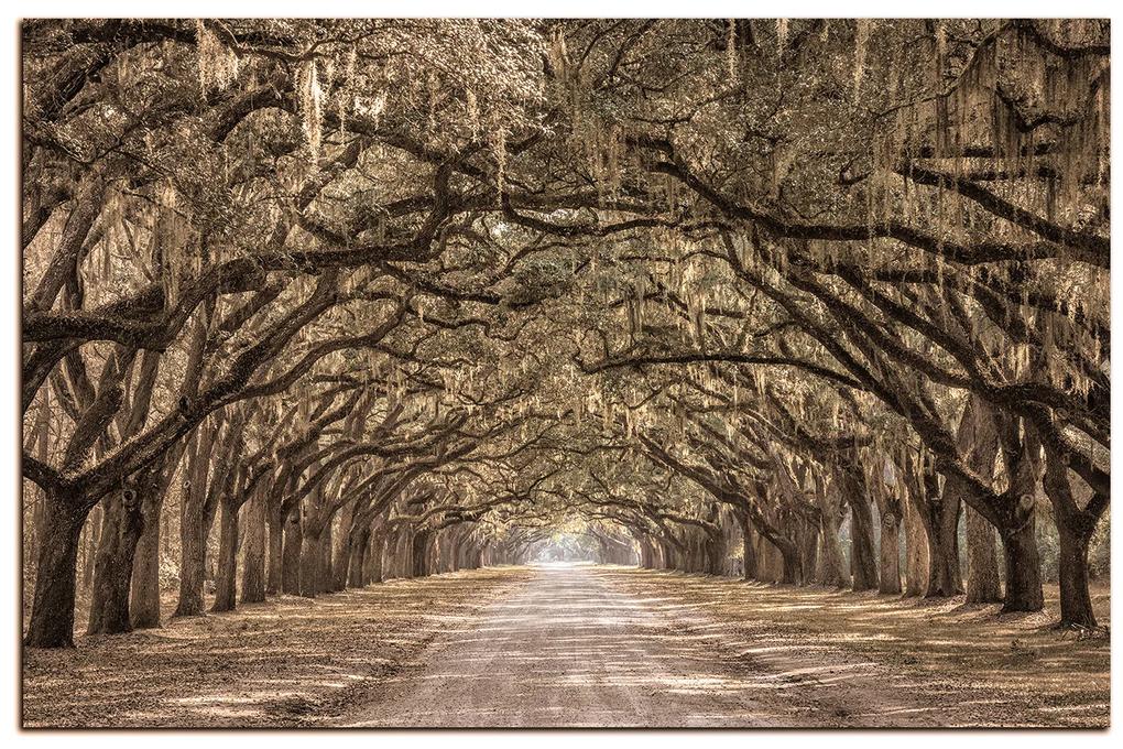 Obraz na plátně - Historické dubové stromy lemované polní cestou 1239FA (100x70 cm)