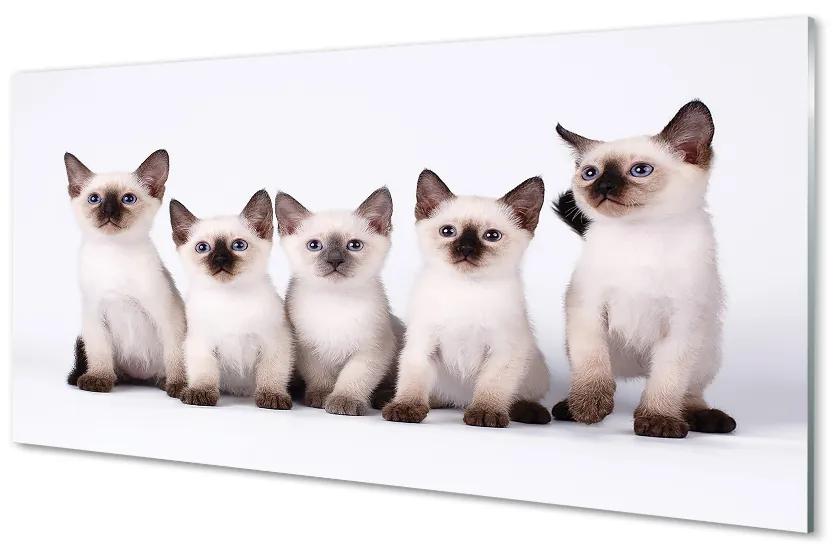akrylový obraz malé kočky 140x70 cm