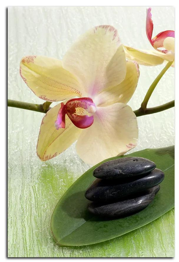Obraz na plátně - Květy orchideje - obdélník 762A (90x60 cm  )