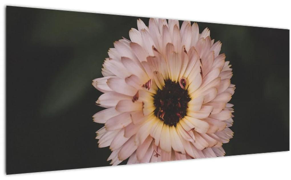 Obraz oranžové květiny (100x40 cm), 40 dalších rozměrů