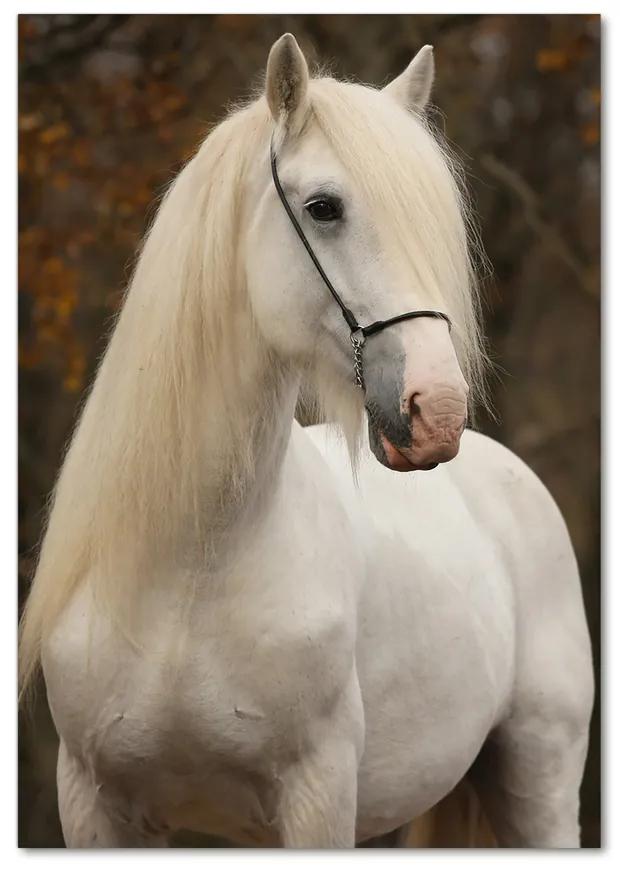 Wallmuralia Foto obraz akrylový na stěnu Bílý kůň 70x100 cm