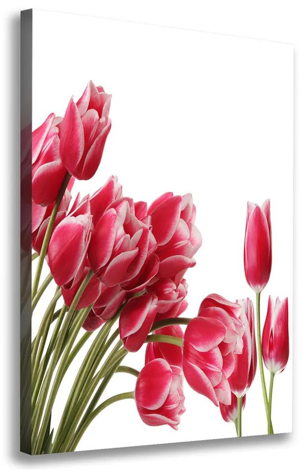 Wallmuralia Foto obraz na plátně Červené tulipány 70x100 cm