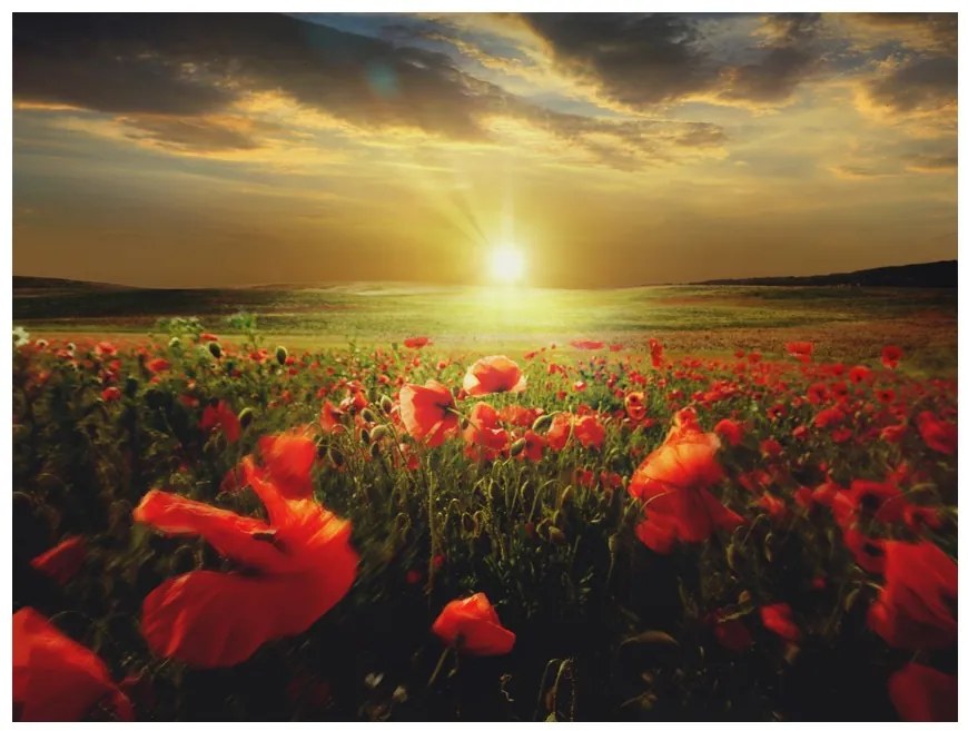 Fototapeta - Morning on the poppy meadow