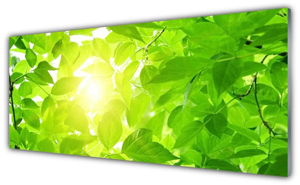 akrylový obraz Listy Příroda Slunce Rostlina 125x50 cm