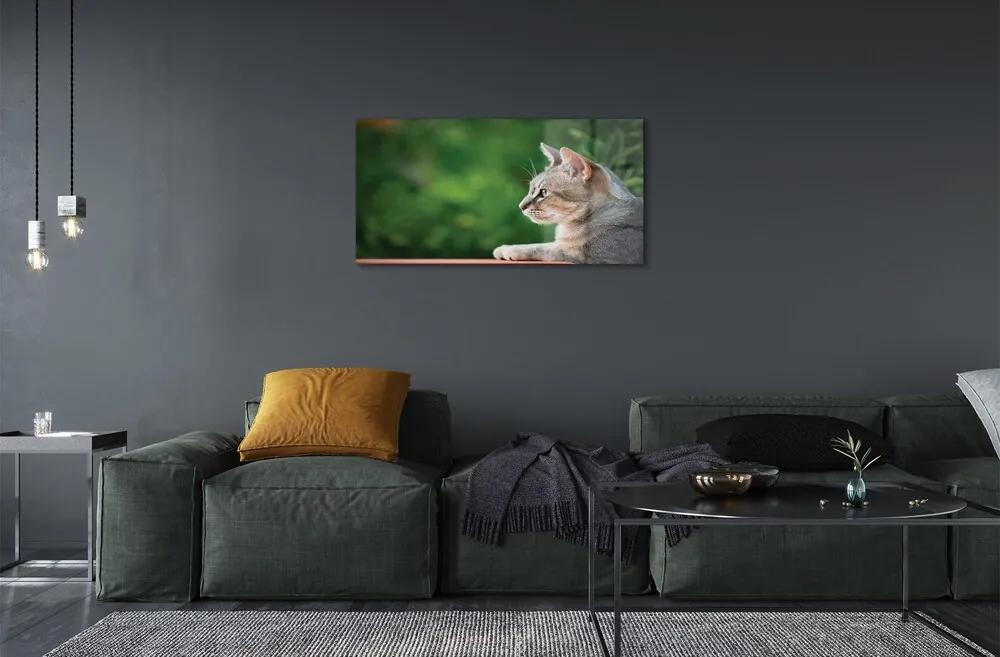 Obraz na skle vypadající kočka 120x60 cm