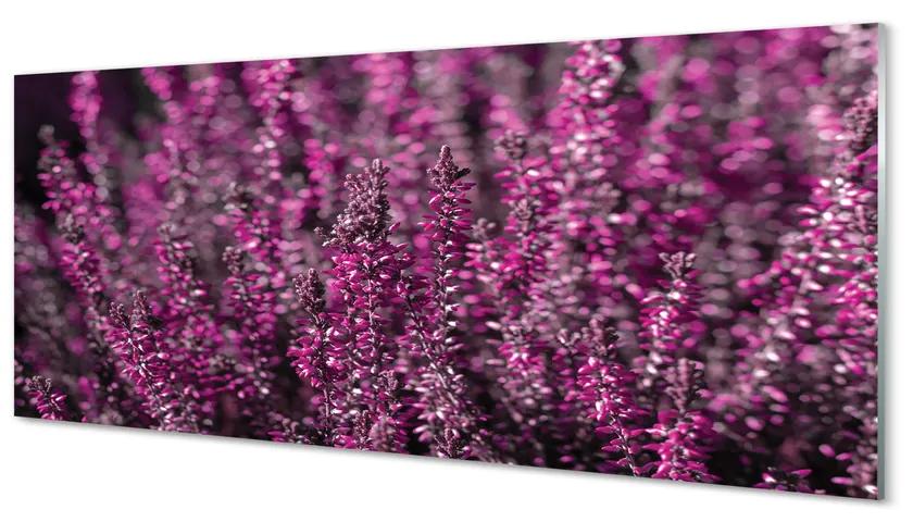 akrylový obraz polní vřesy 120x60 cm