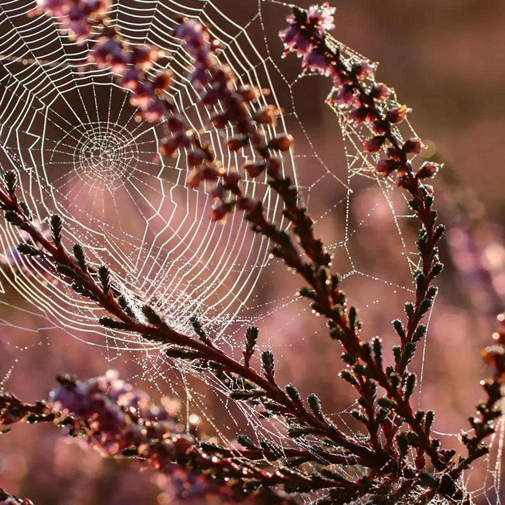 Malvis Obraz Pavučinka podzimu Velikost (šířka x výška): 110x60 cm