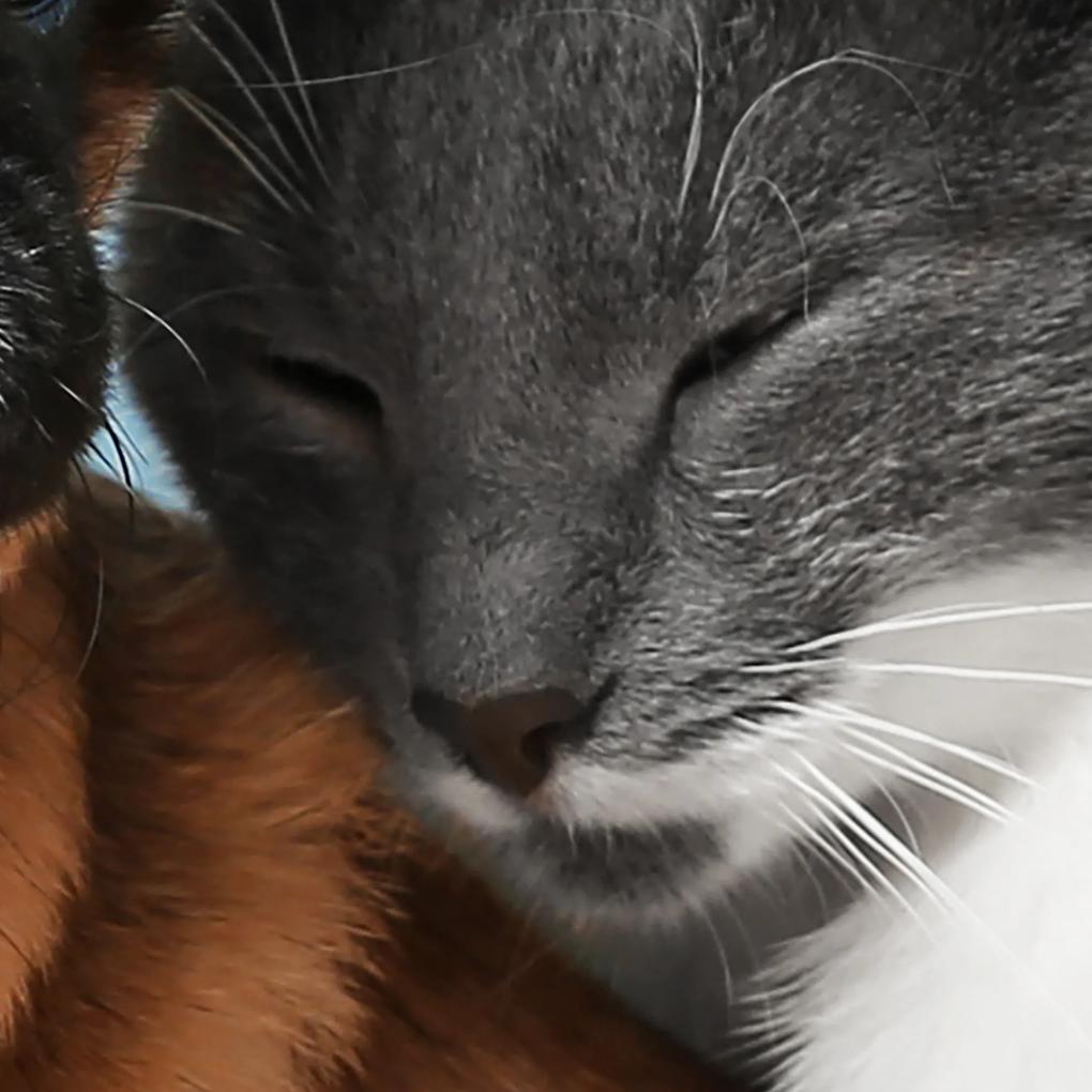 Malvis ® Tapeta Kočka a pes Vel. (šířka x výška): 360 x 260 cm