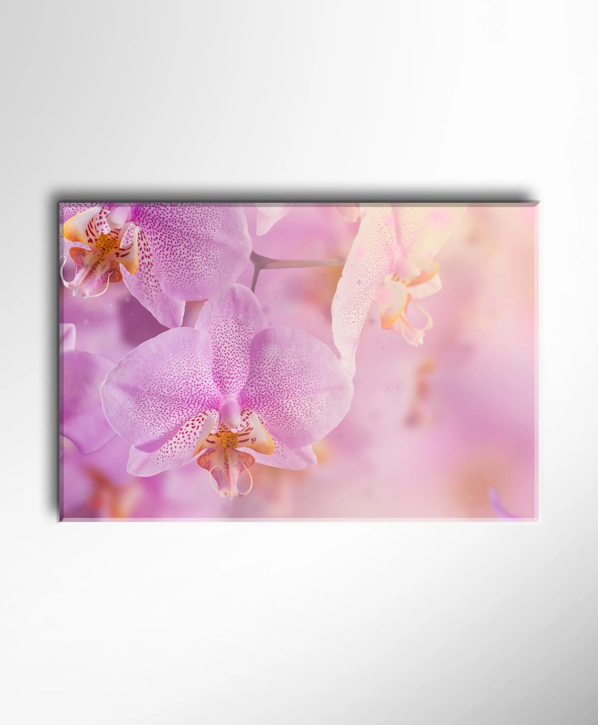 Malvis ® Obraz rozkvetlá orchidej ROZMĚR (šířka x výška): jednodílný obdélník 60x40 cm