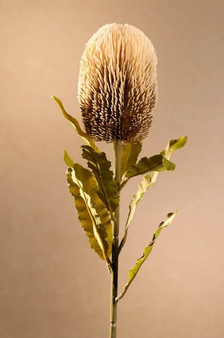 Paramit DRY BANKSIA Aranžovací květina krémová 65 cm