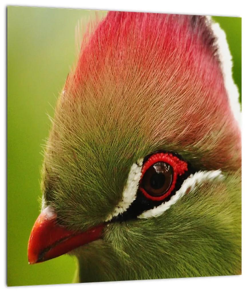 Obraz barevného ptáka (30x30 cm)