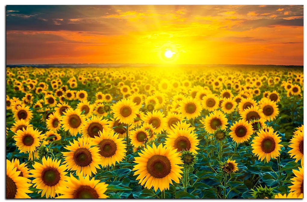 Obraz na plátně - Slunečnicová pole při západu slunce 1199A (75x50 cm)