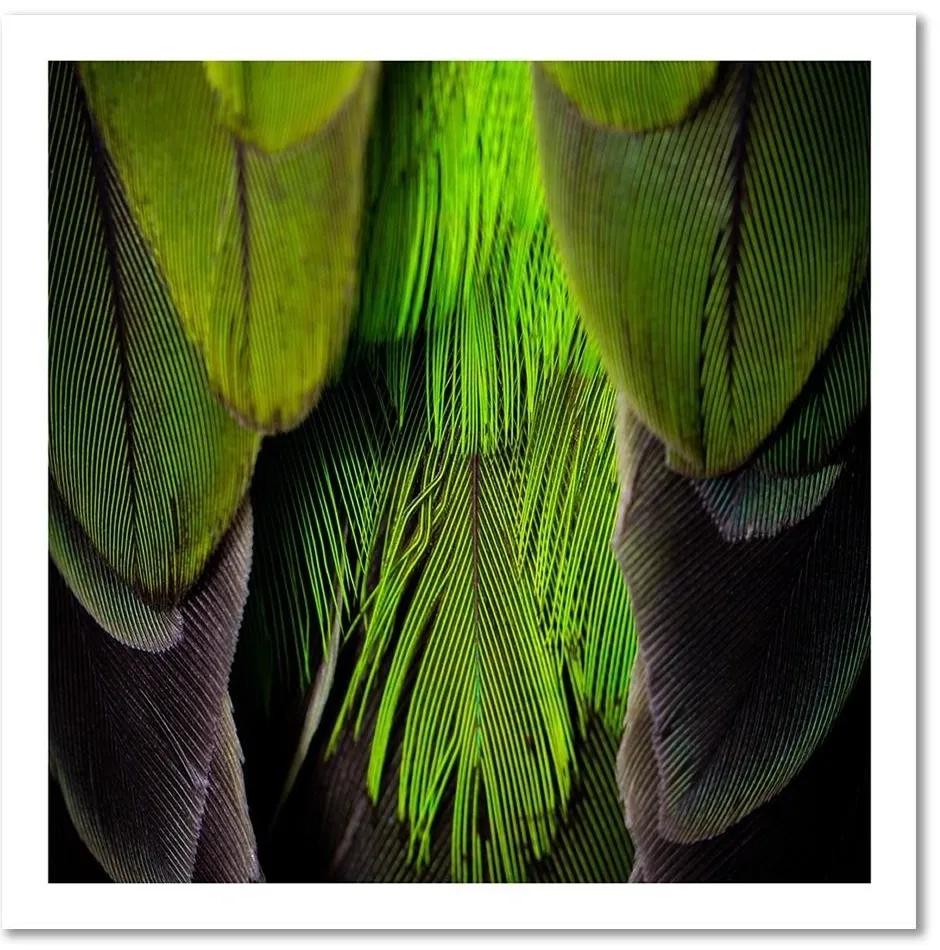 Gario Obraz na plátně Lipově zelené peří Rozměry: 30 x 30 cm