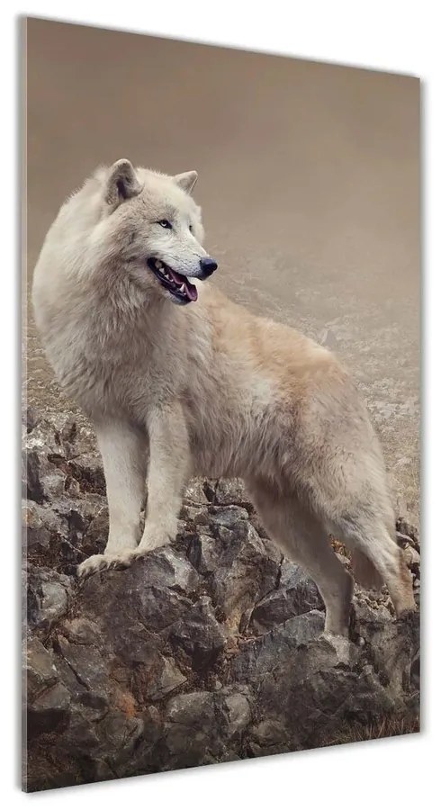 Wallmuralia Foto obraz sklo tvrzené Vlk na skále 50x100 cm